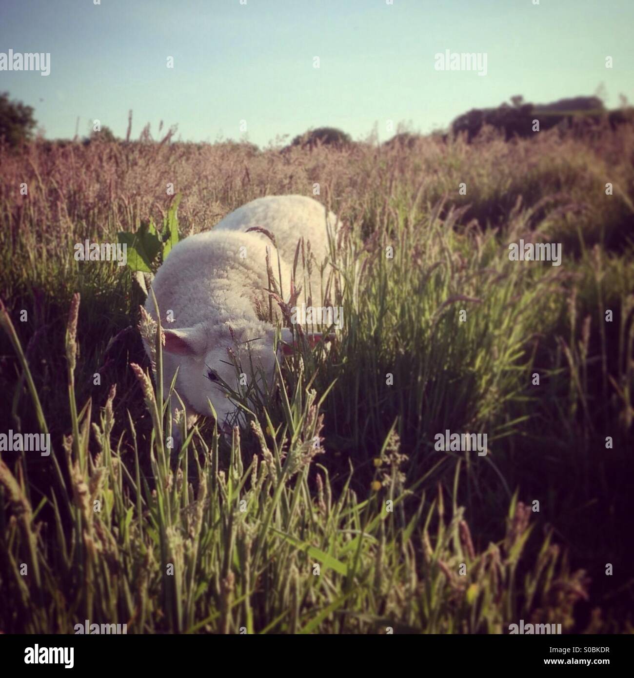 Sheep Eat Grass High Resolution Stock Photography and Images - Alamy