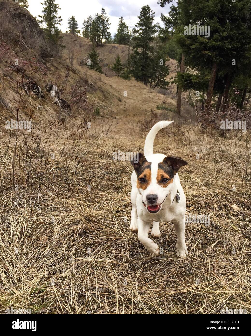 Running towards you! Small dog having fun outdoors Stock Photo - Alamy