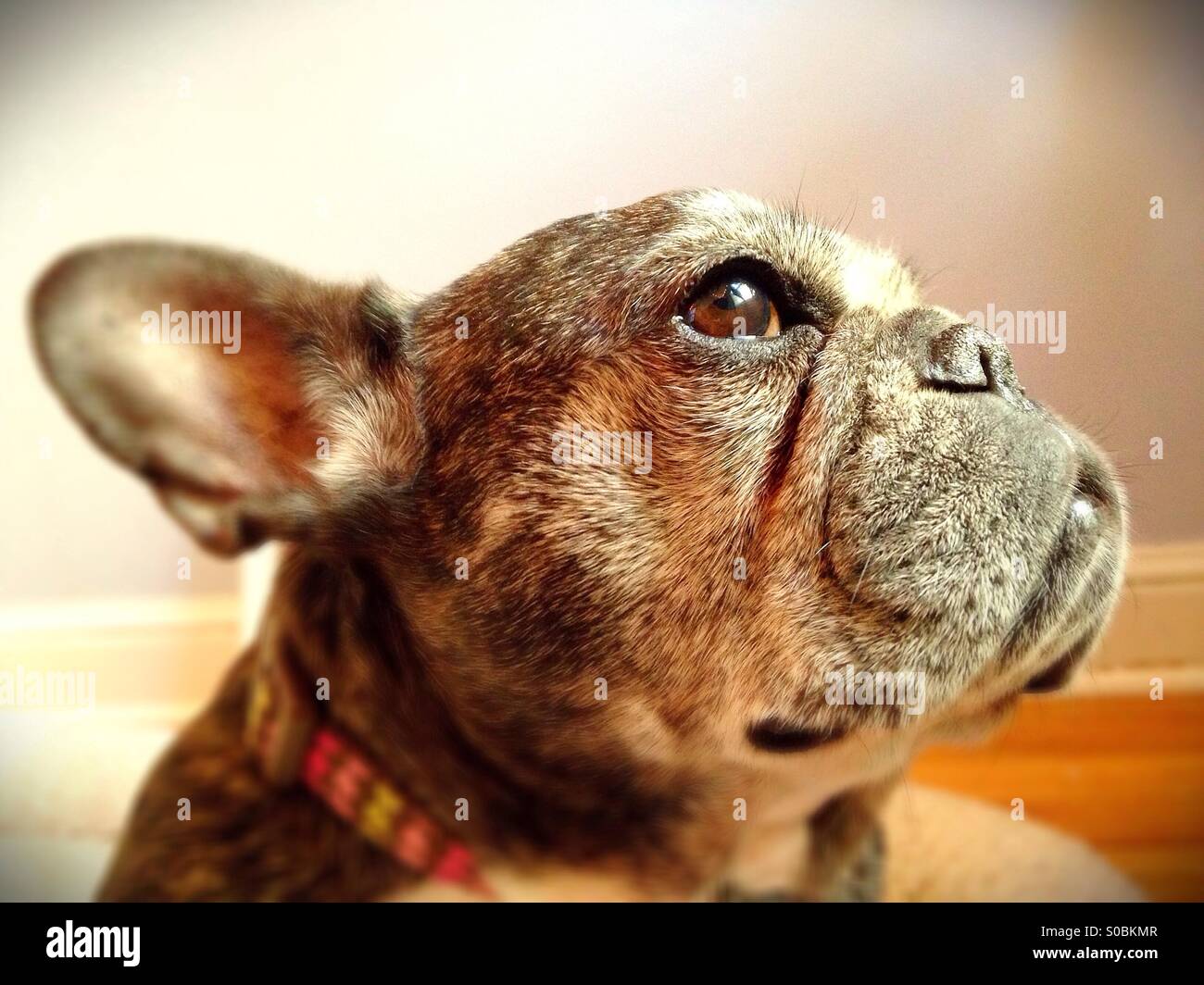 French bulldog face hi-res stock photography and images - Alamy