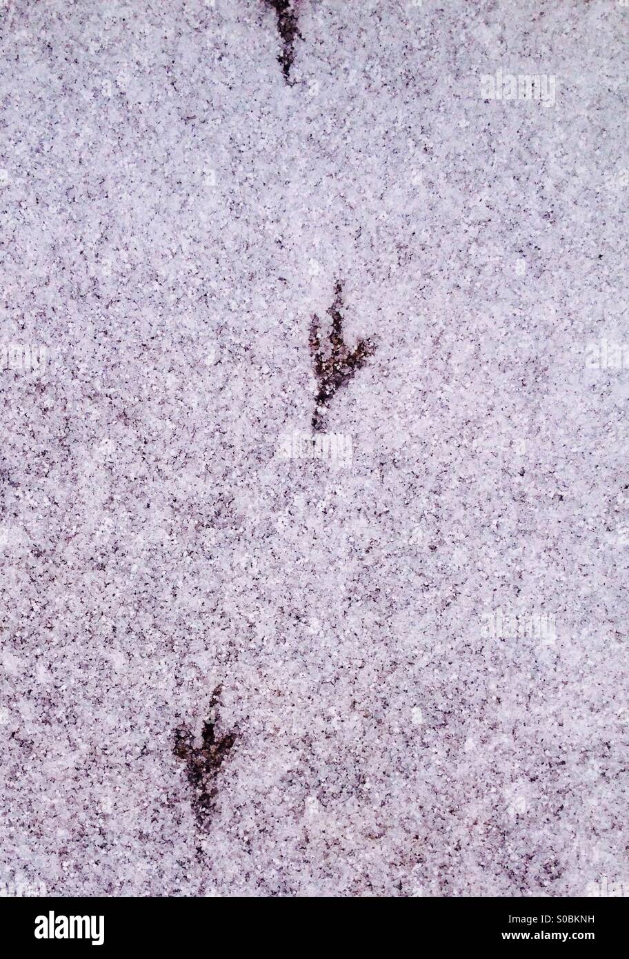 Crow Tracks In Snow