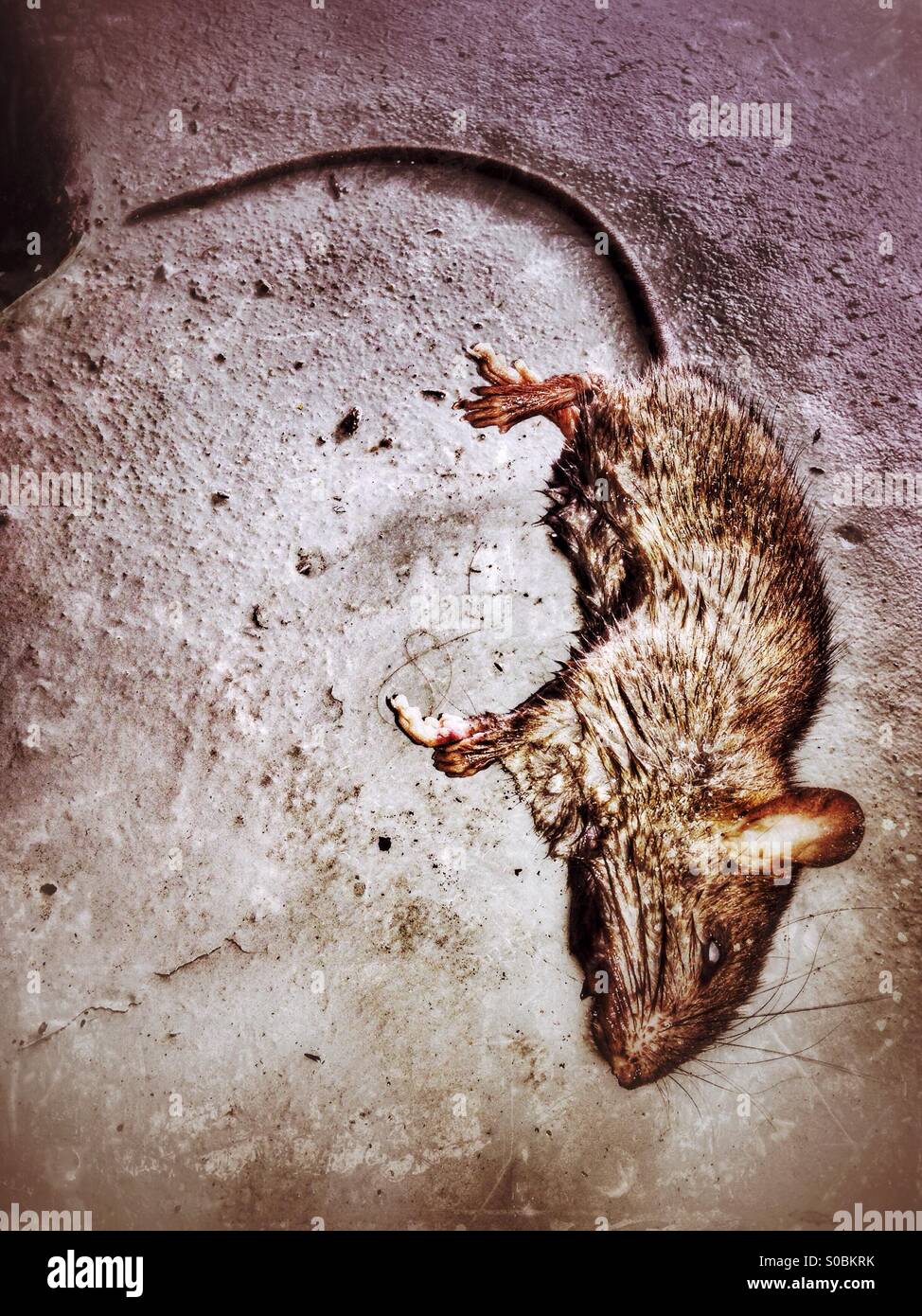 Rat dead rattus rodent hi-res stock photography and images - Alamy