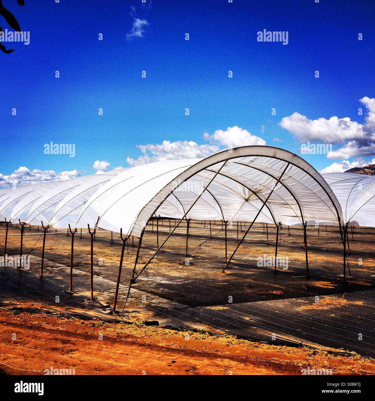 Field of plastic hi-res stock photography and images - Alamy