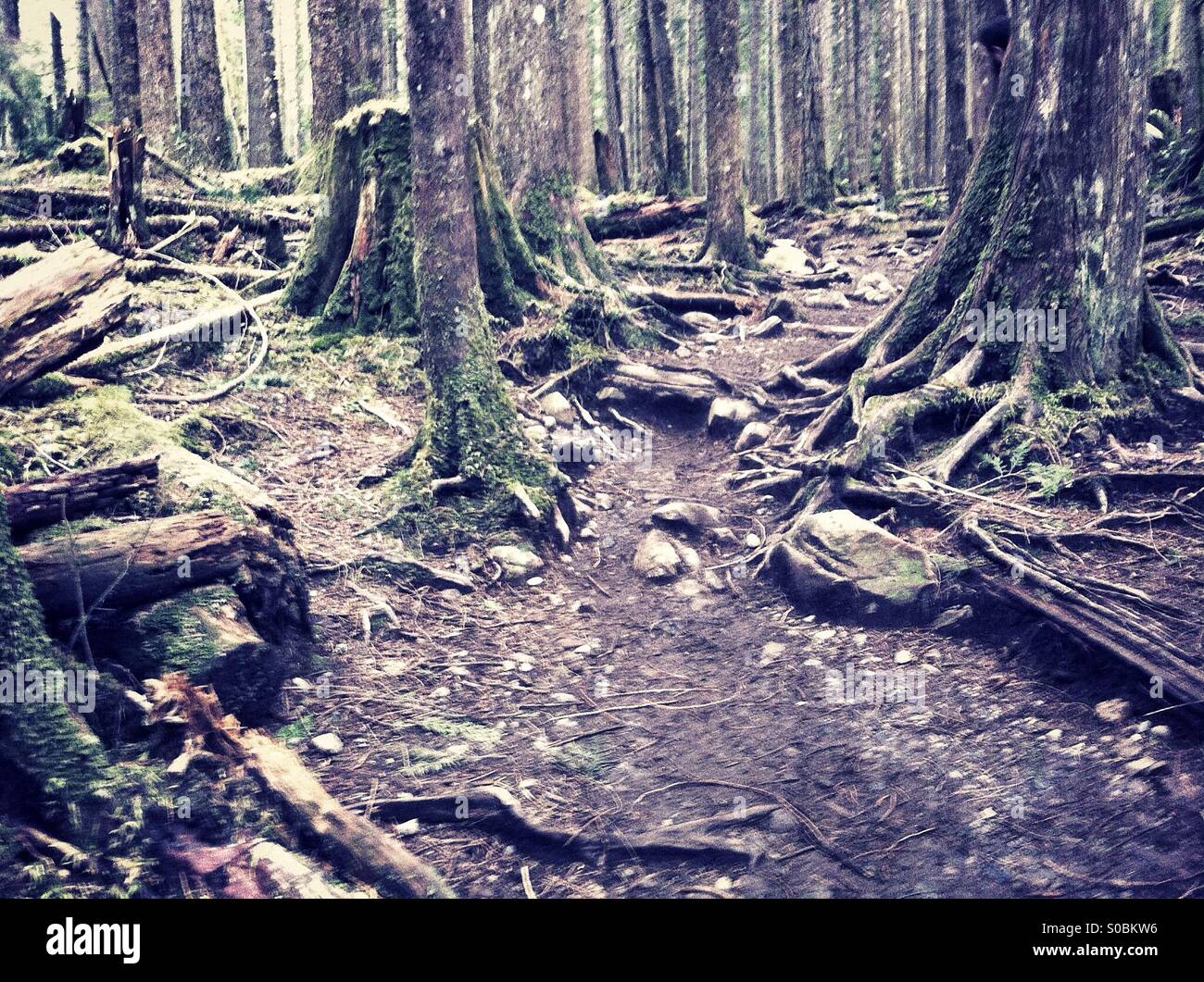 Trail in old evergreen forest in Pacific Northwest Stock Photo - Alamy