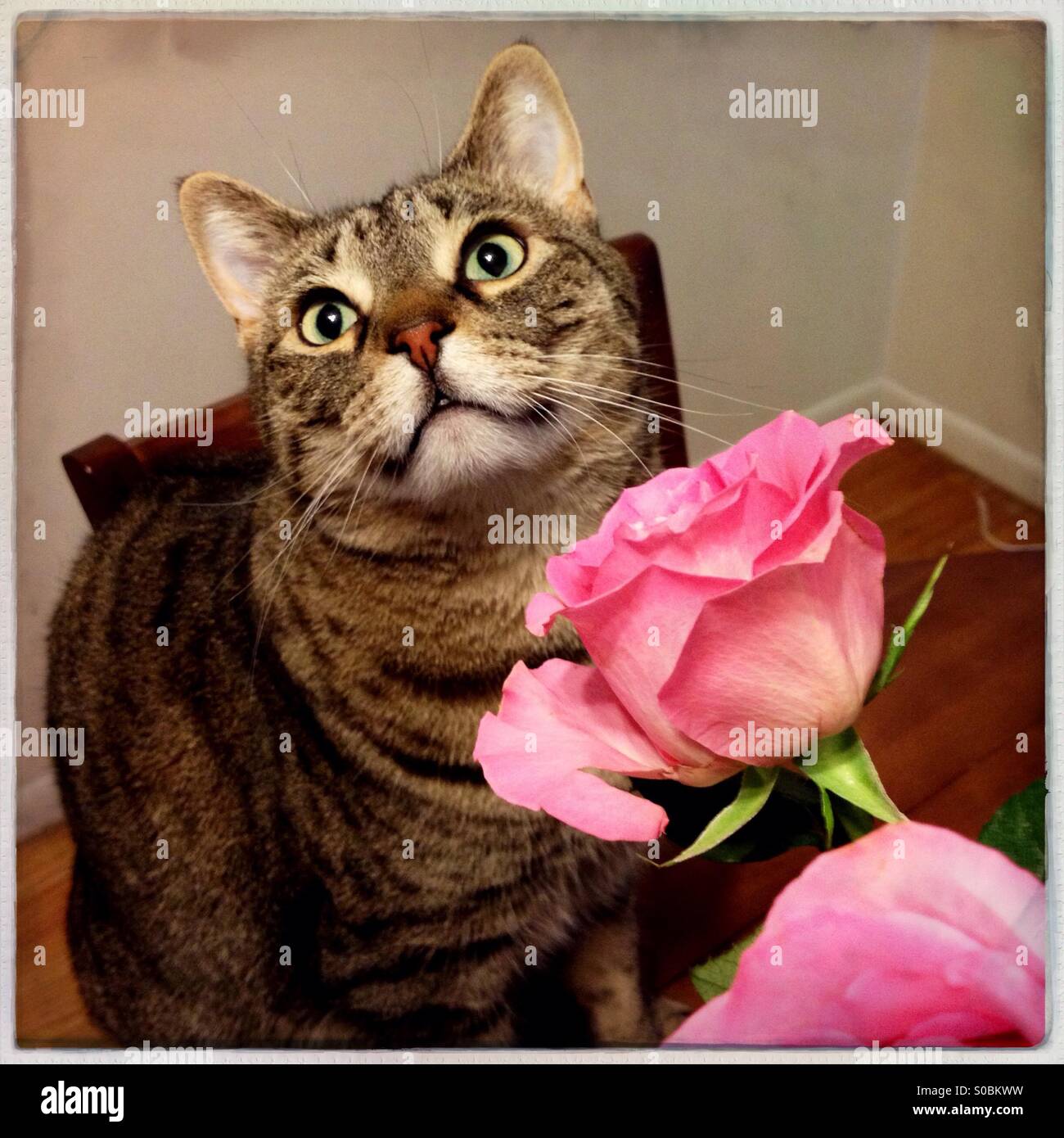 Smell smile hi-res stock photography and images - Alamy