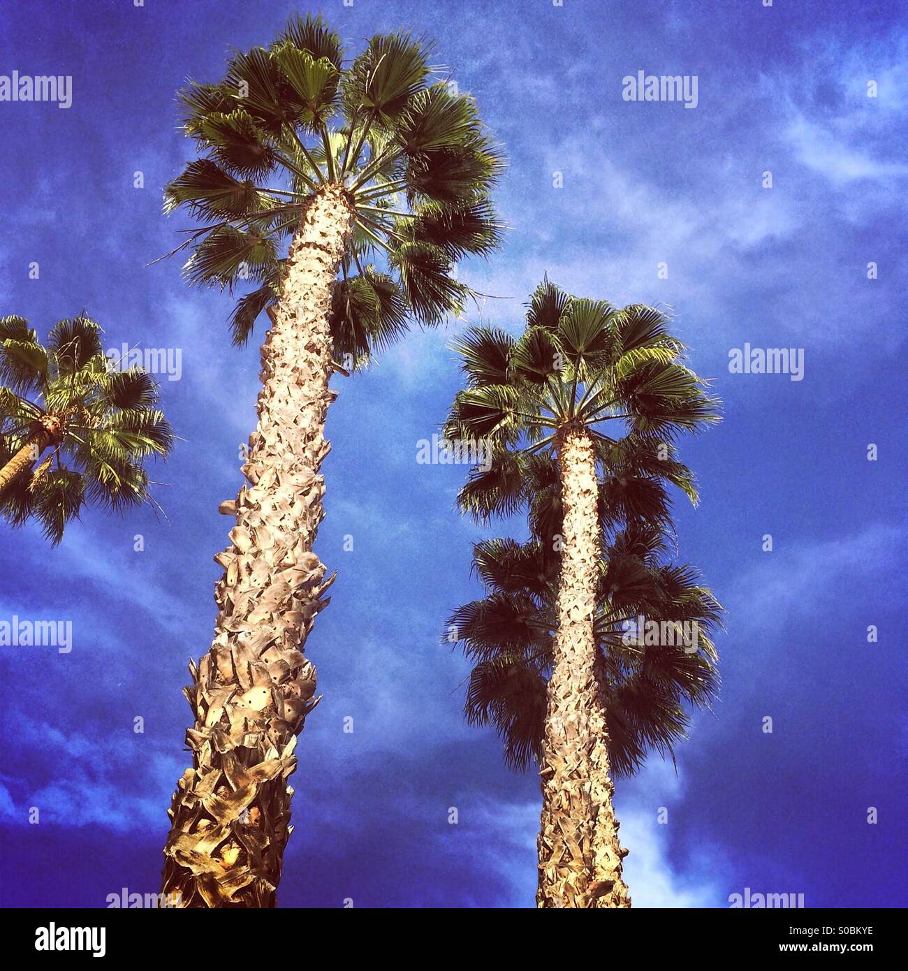 Pasadena palm trees hi-res stock photography and images - Alamy
