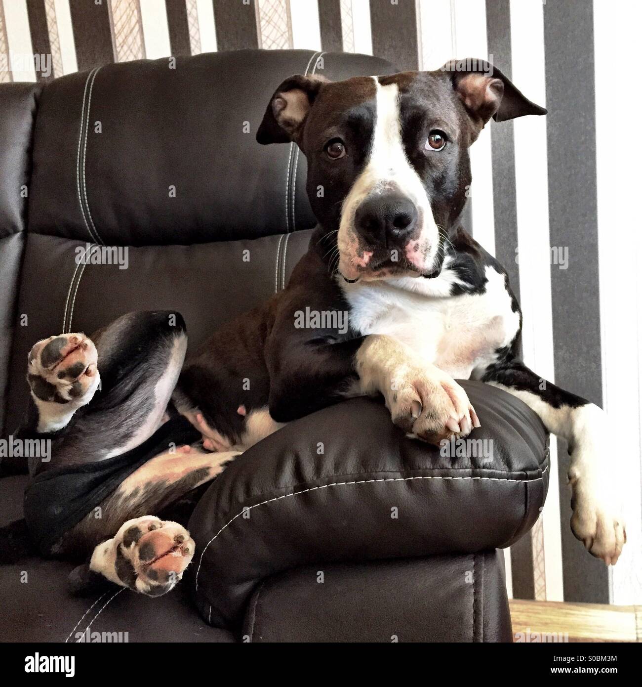 Waking the dog hi-res stock photography and images - Alamy