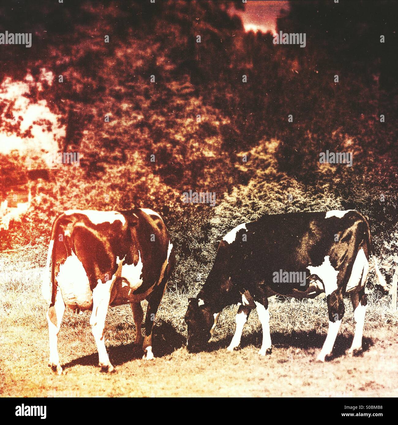 Milk cows off shift Stock Photo - Alamy