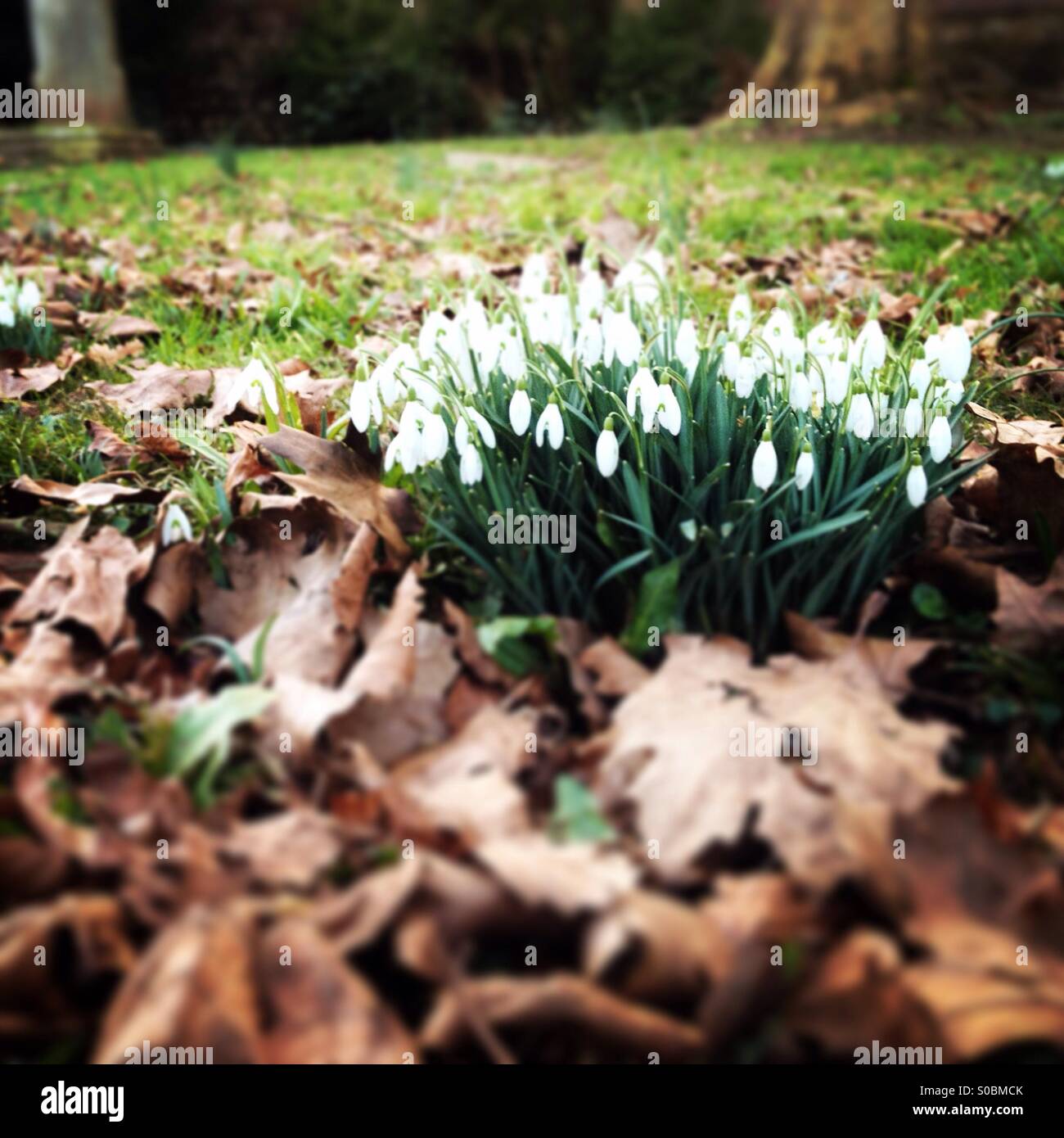 Drops of snow hi-res stock photography and images - Alamy