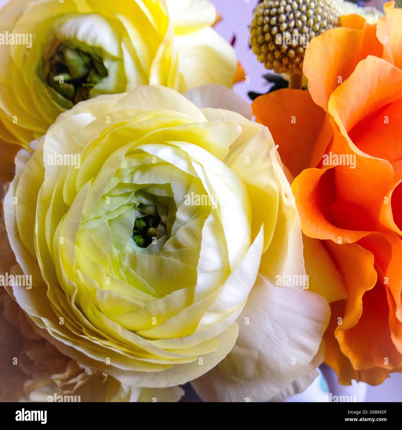 Orange yellow ranunculus hi-res stock photography and images - Alamy