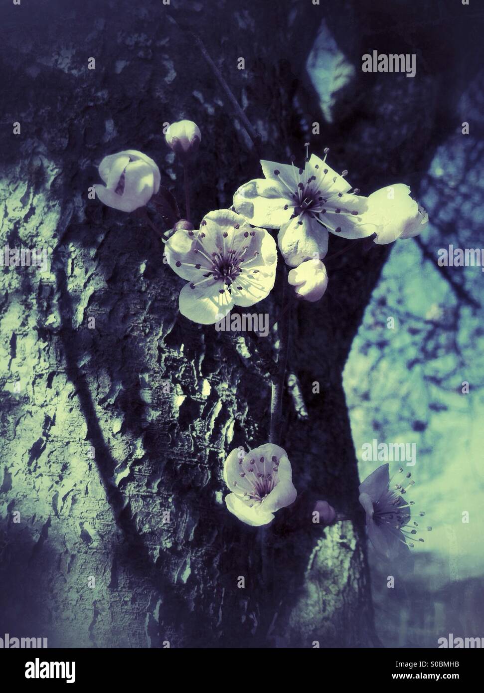 First blossoms on cherry hi-res stock photography and images - Alamy