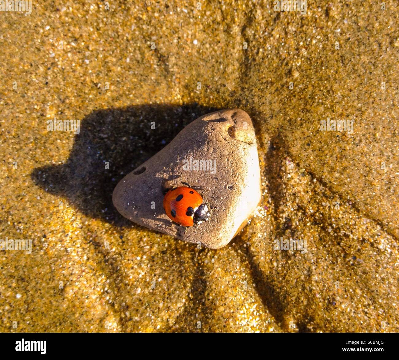 Ladybug on the beach hi-res stock photography and images - Alamy