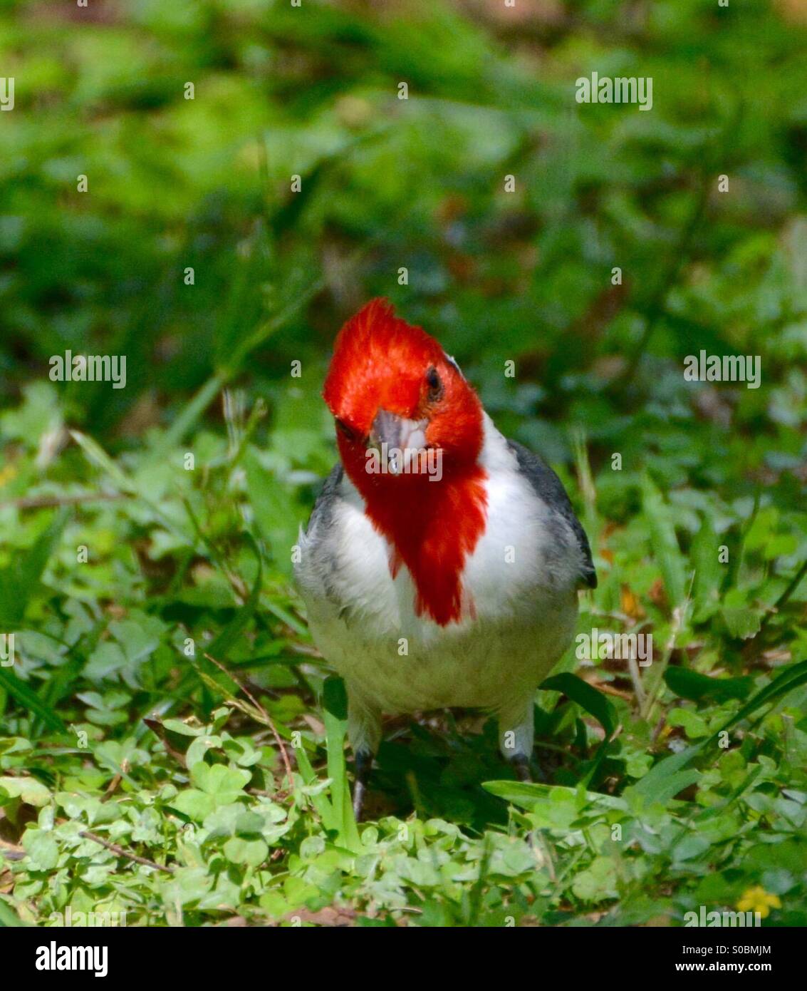 Bird curious hi-res stock photography and images - Alamy