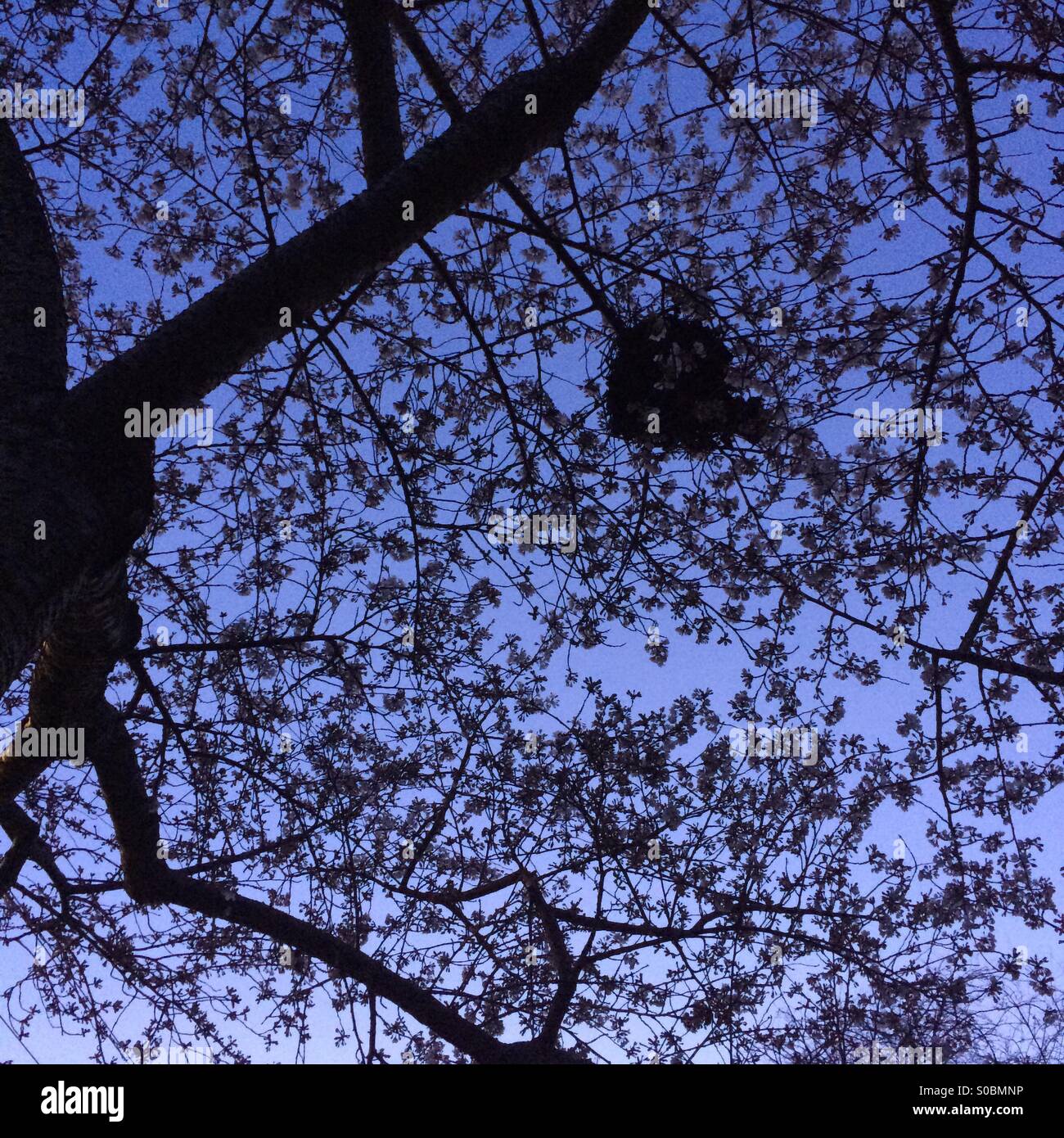 Night nest hi-res stock photography and images - Alamy