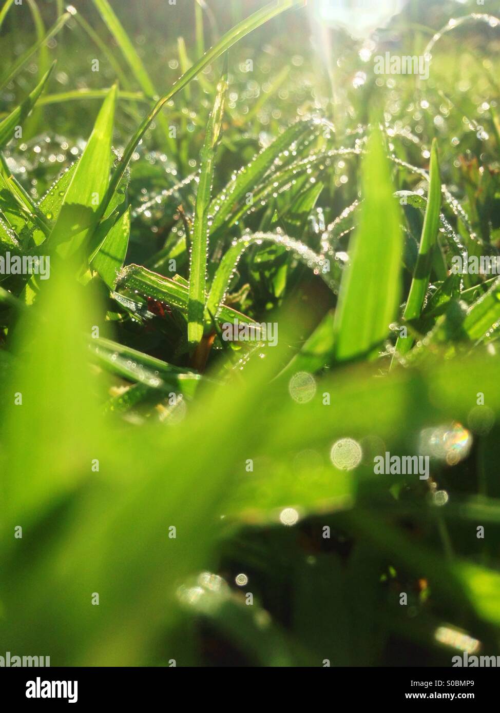 Morning dew on the lawn Stock Photo - Alamy