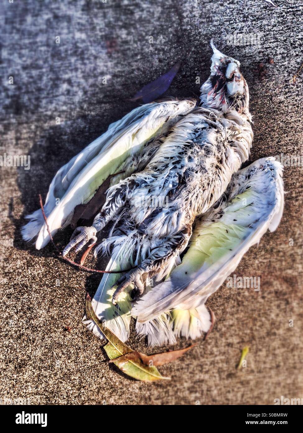 Dead cockatoo on the footpath Stock Photo - Alamy