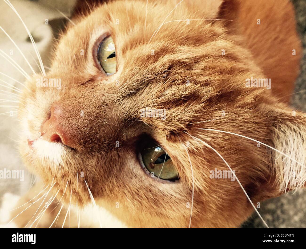 Findus hi-res stock photography and images - Alamy