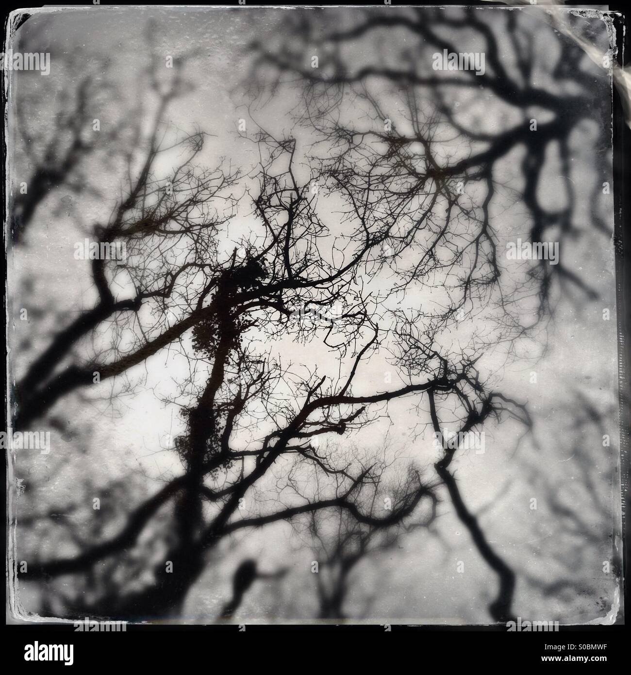 Treetops growing together in a forest. Branches without leaves Stock ...