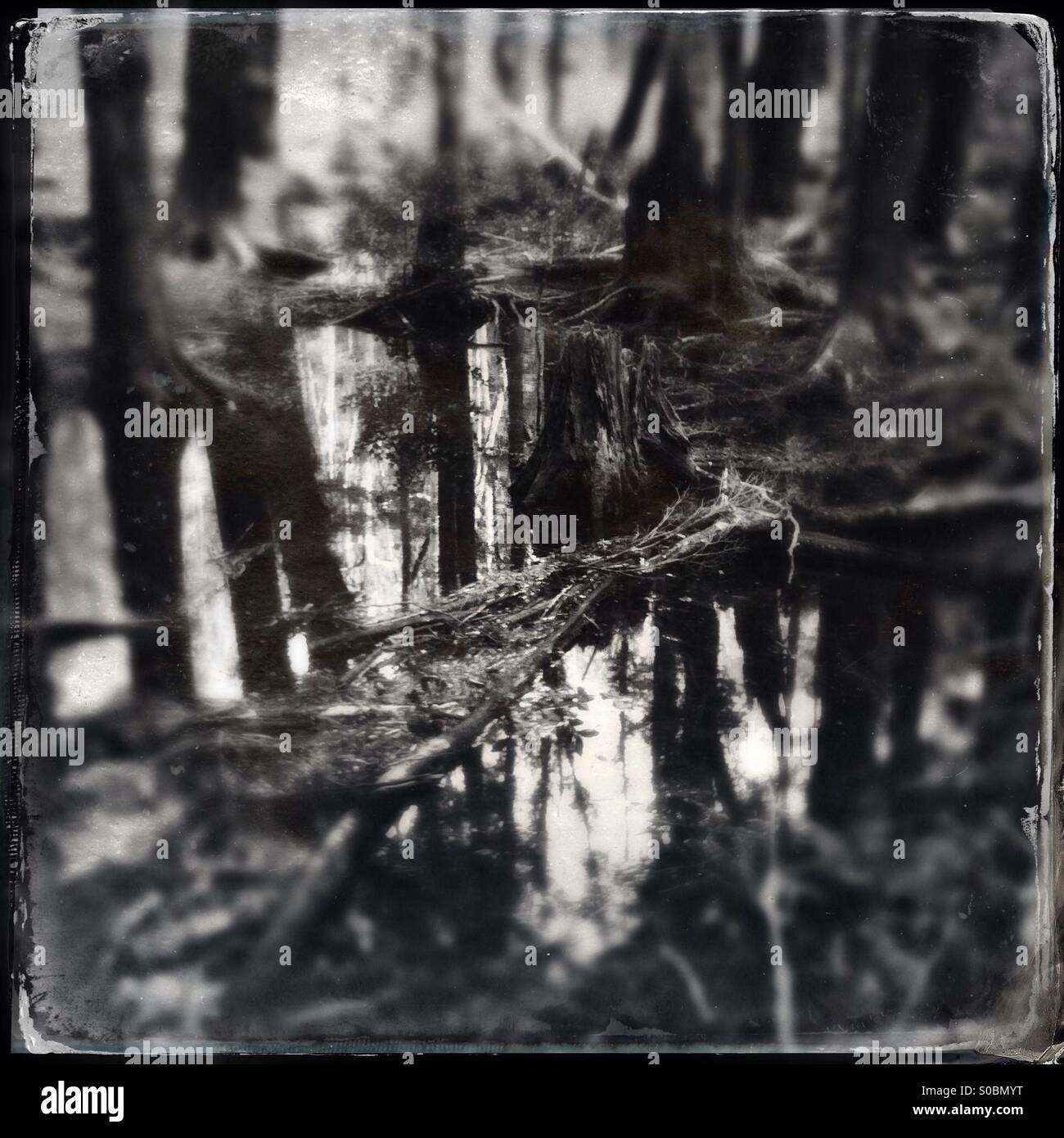 Boggy, waterlogged forest floor with reflections of trees Stock Photo ...