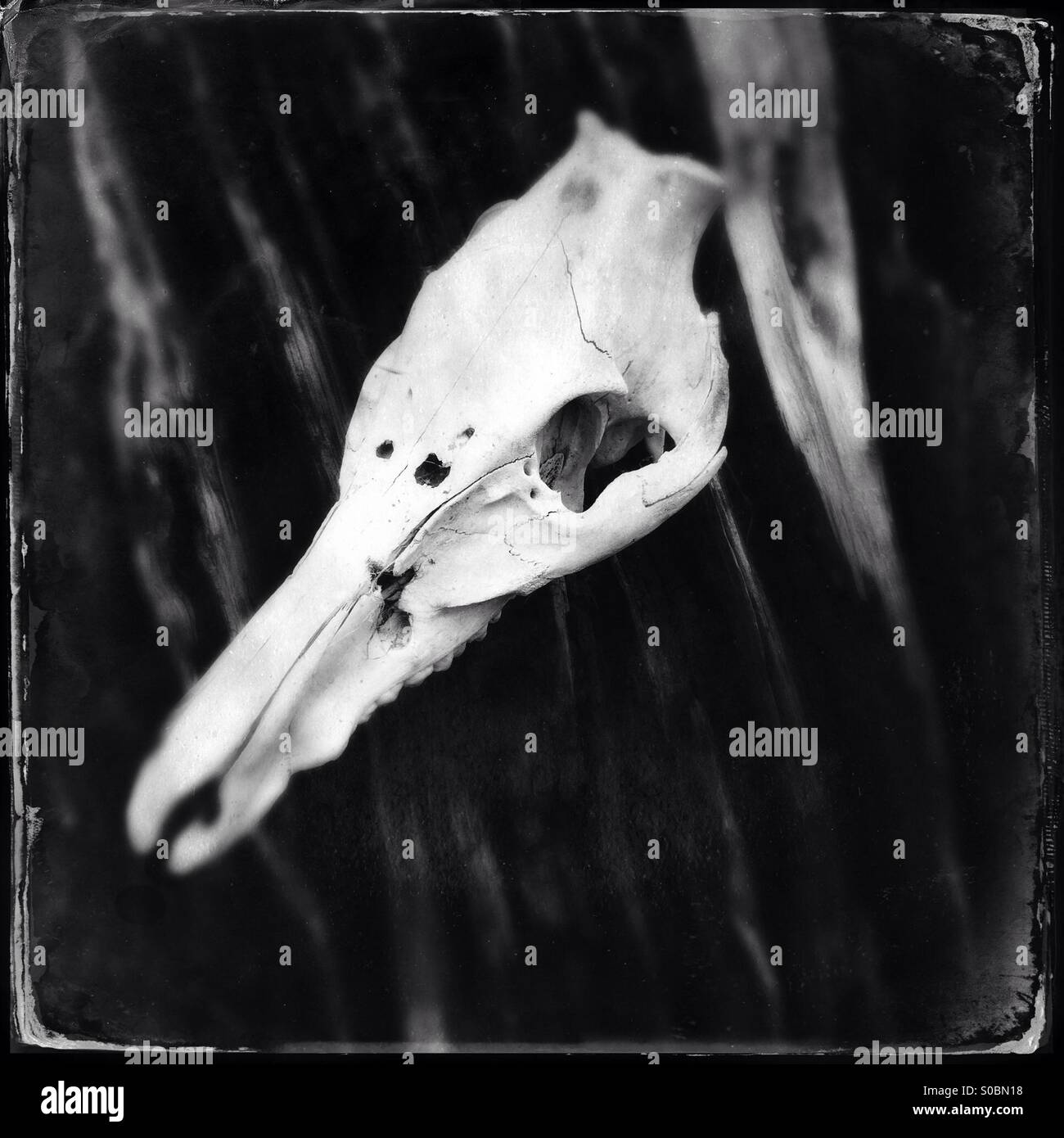 Sheep skull on tree stump Stock Photo - Alamy