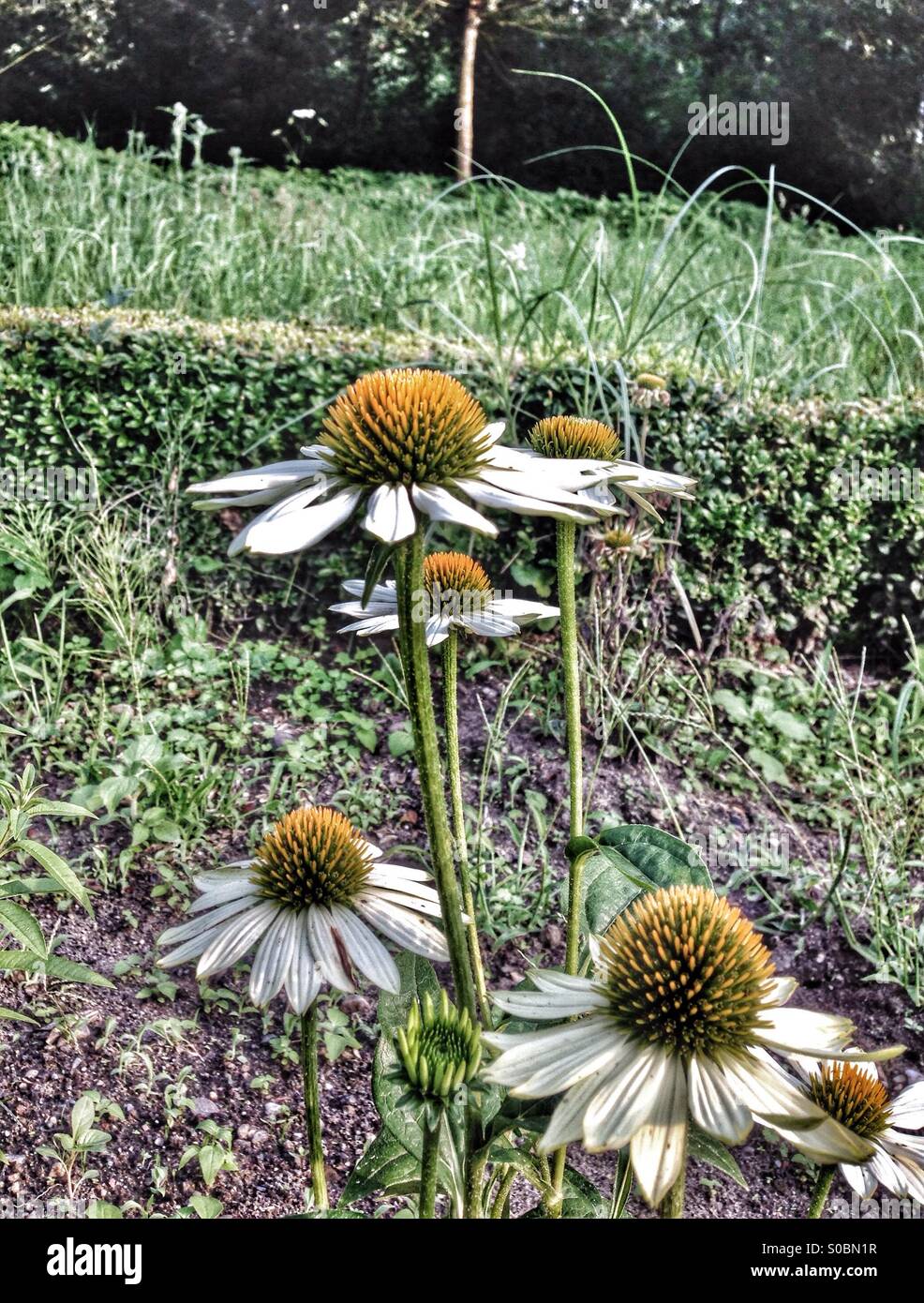 Giant daisy tree hi-res stock photography and images - Alamy