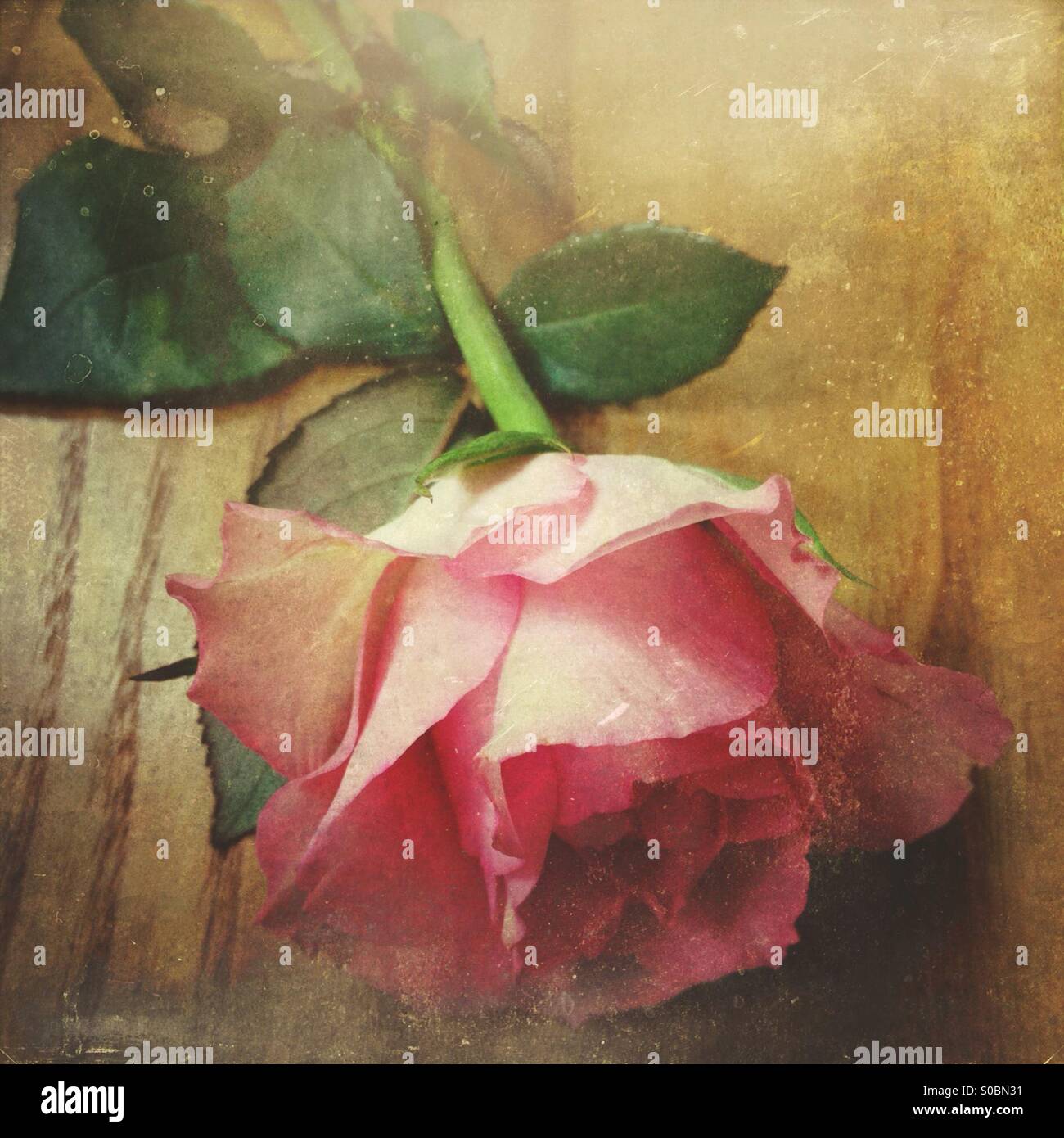 Rose pink single stem hi-res stock photography and images - Alamy