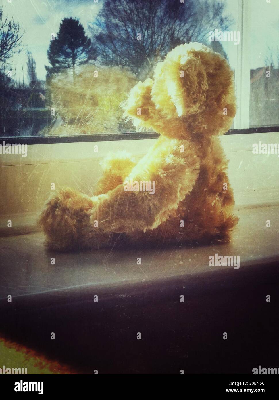 Bear looking out of window hi-res stock photography and images - Alamy