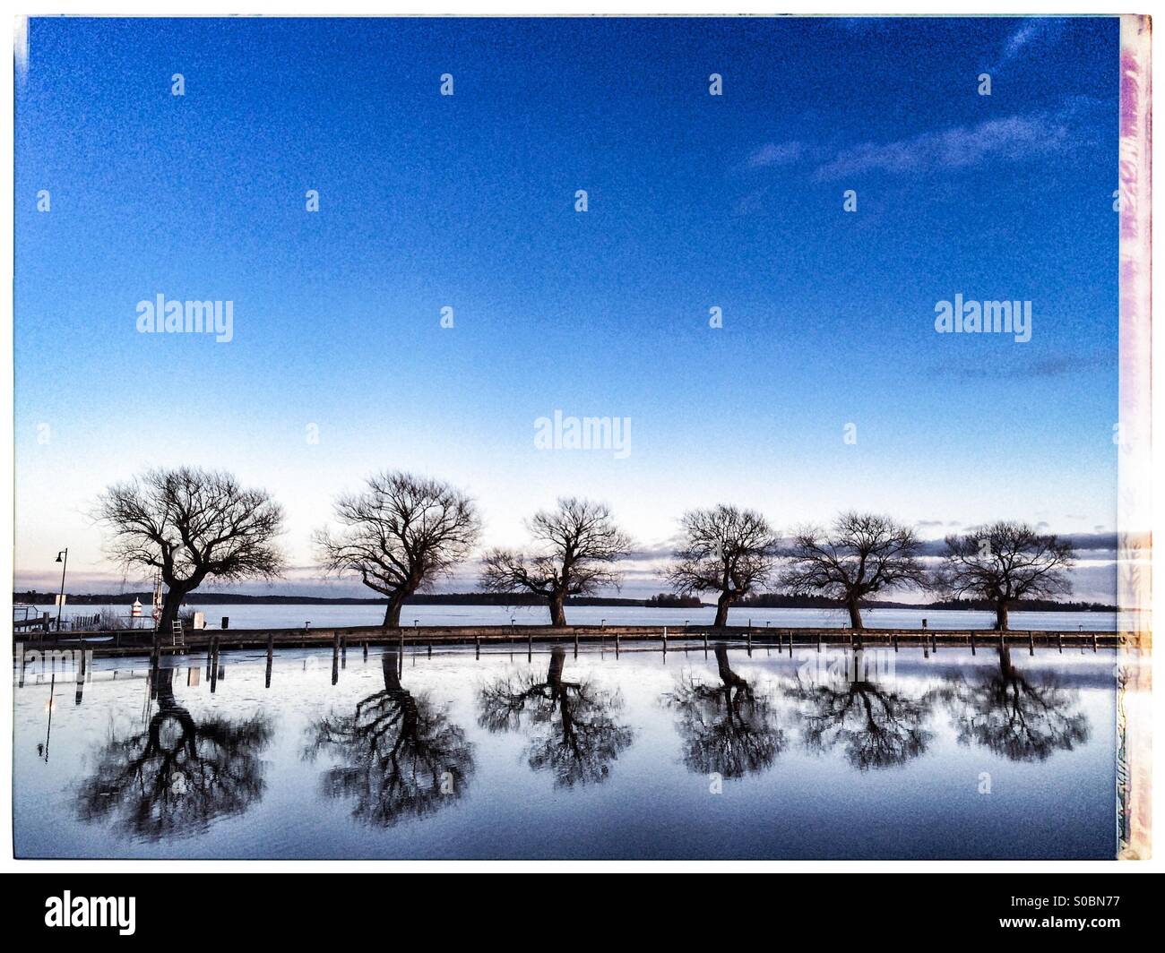 Trees in a row Stock Photo - Alamy