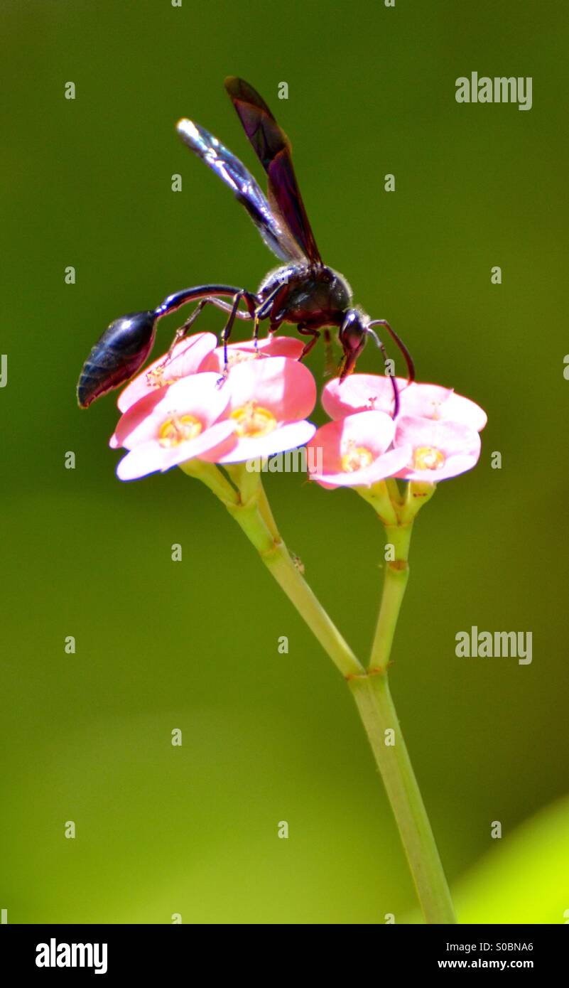 Pink hornet hi-res stock photography and images - Alamy