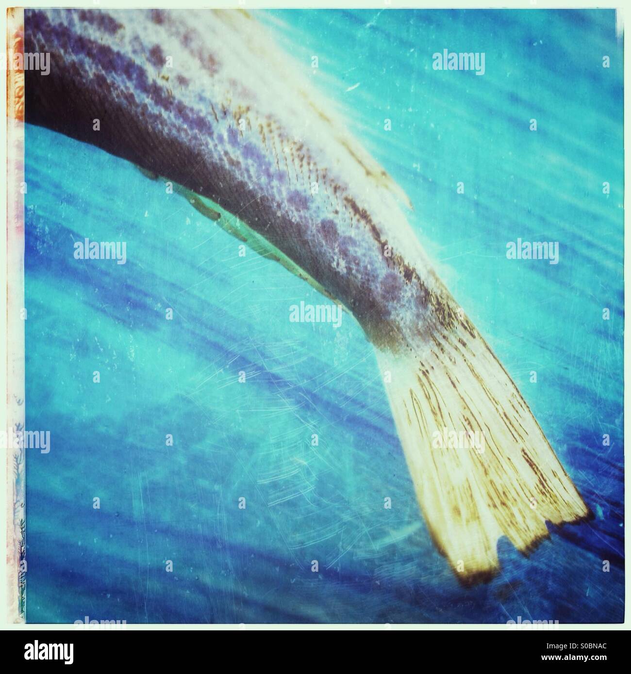 Fish tail on blue background Stock Photo - Alamy