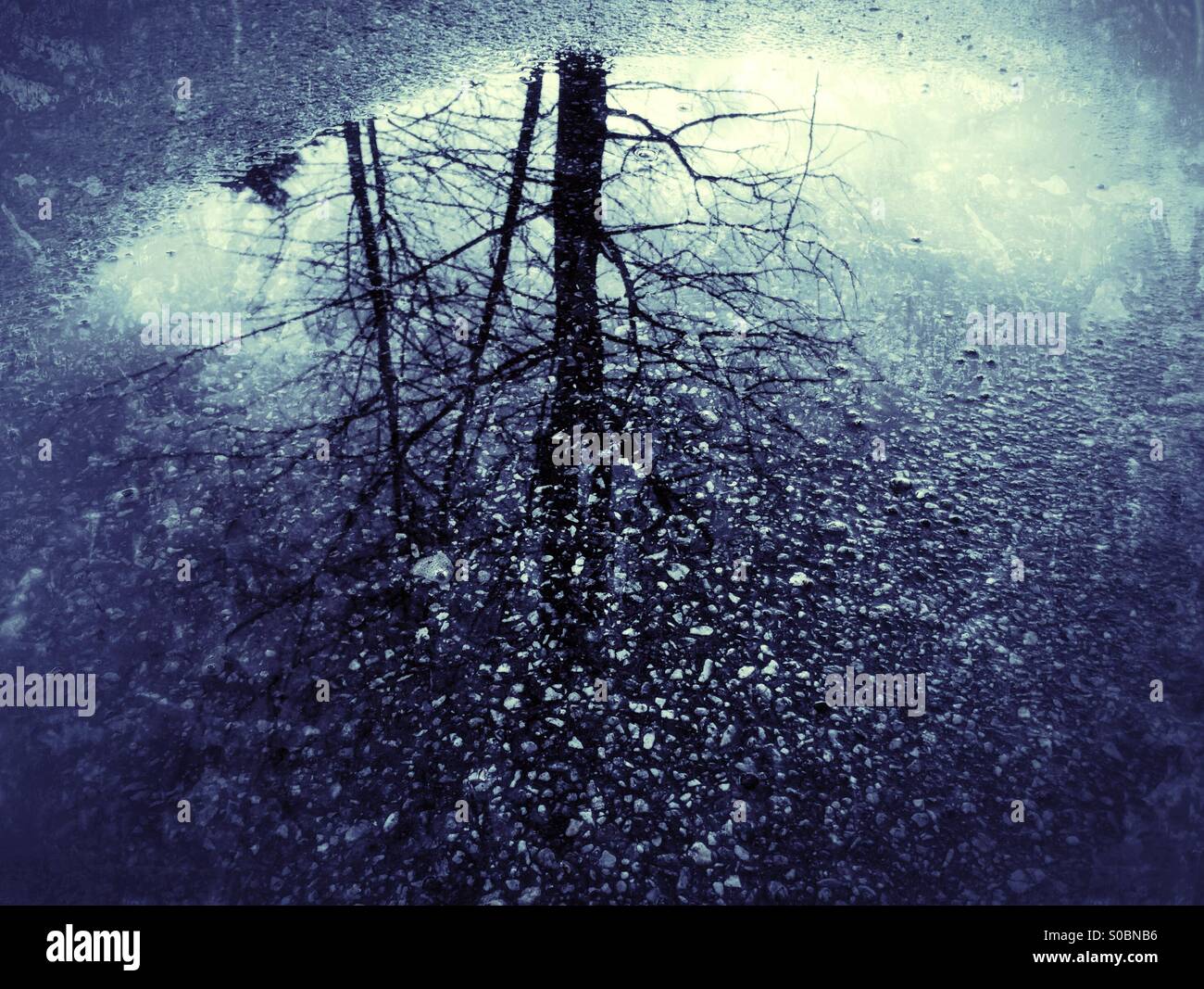 Reflection of a tree Stock Photo - Alamy