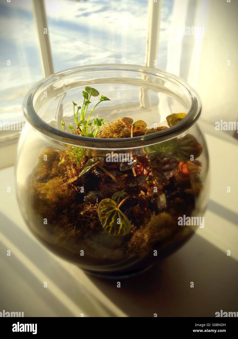 Glass plants hi-res stock photography and images - Alamy