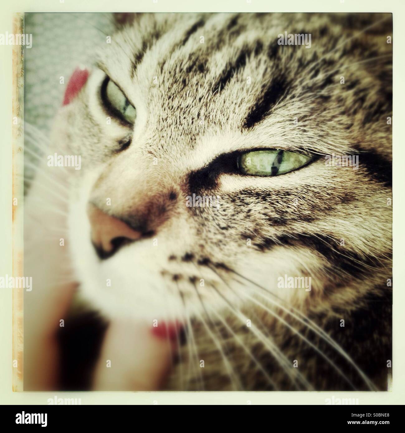 Animal pampering hi-res stock photography and images - Alamy