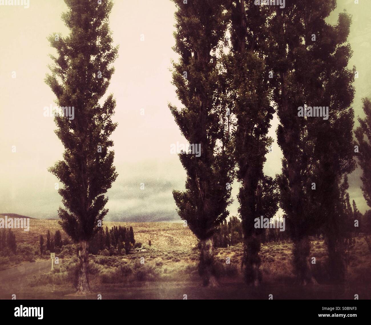 Tall poplar trees on a side of the road Stock Photo - Alamy