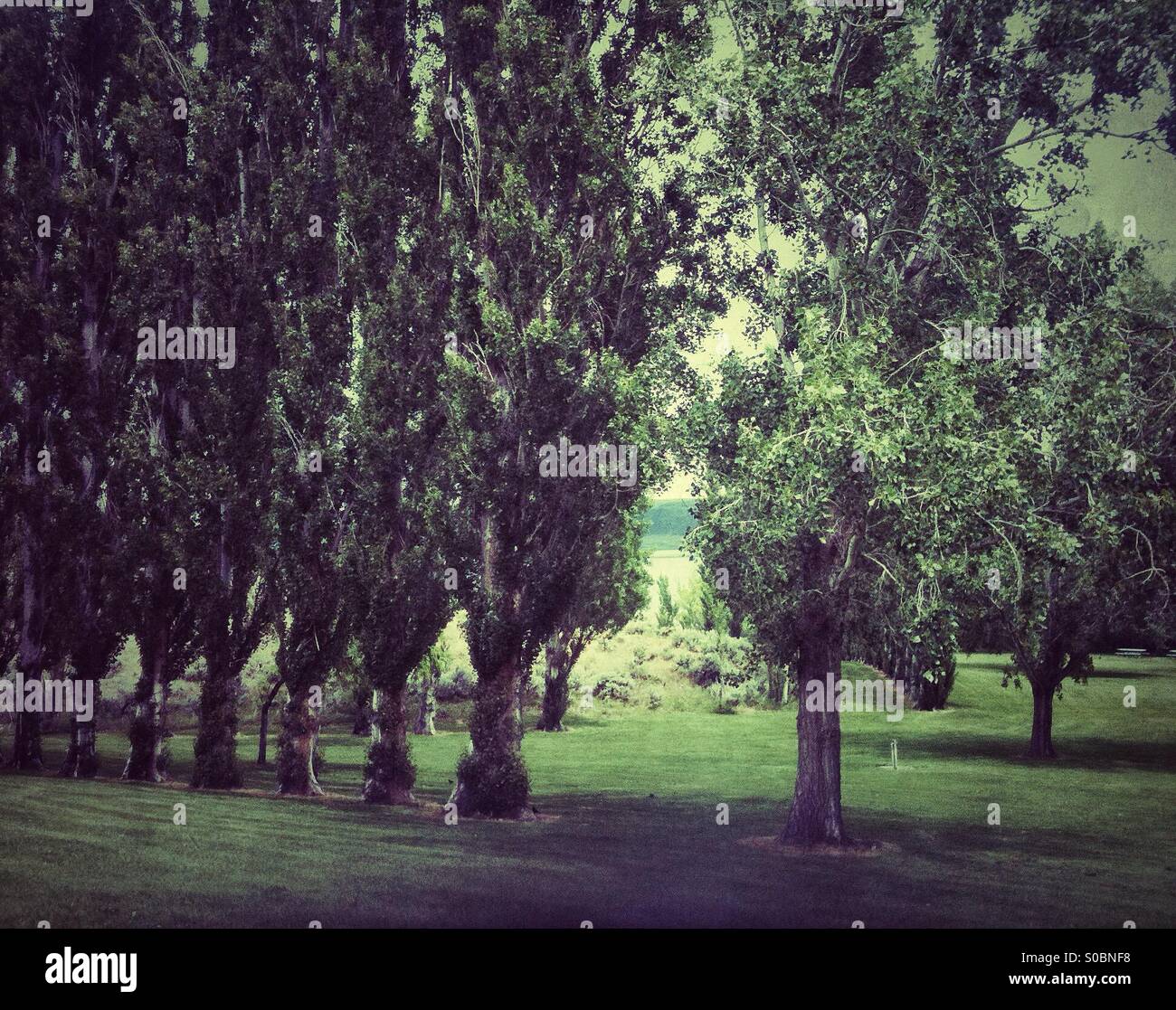 Poplar trees in the park Stock Photo - Alamy