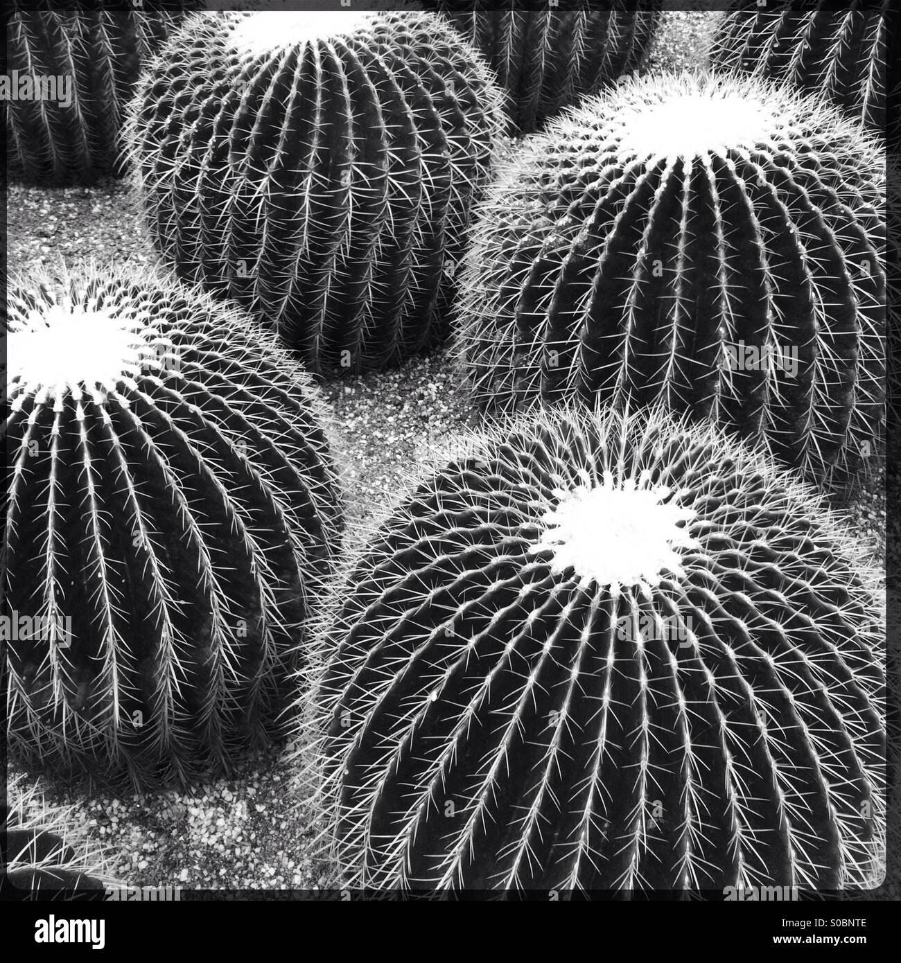 Circular cacti growing in a park in Hong Kong Stock Photo - Alamy