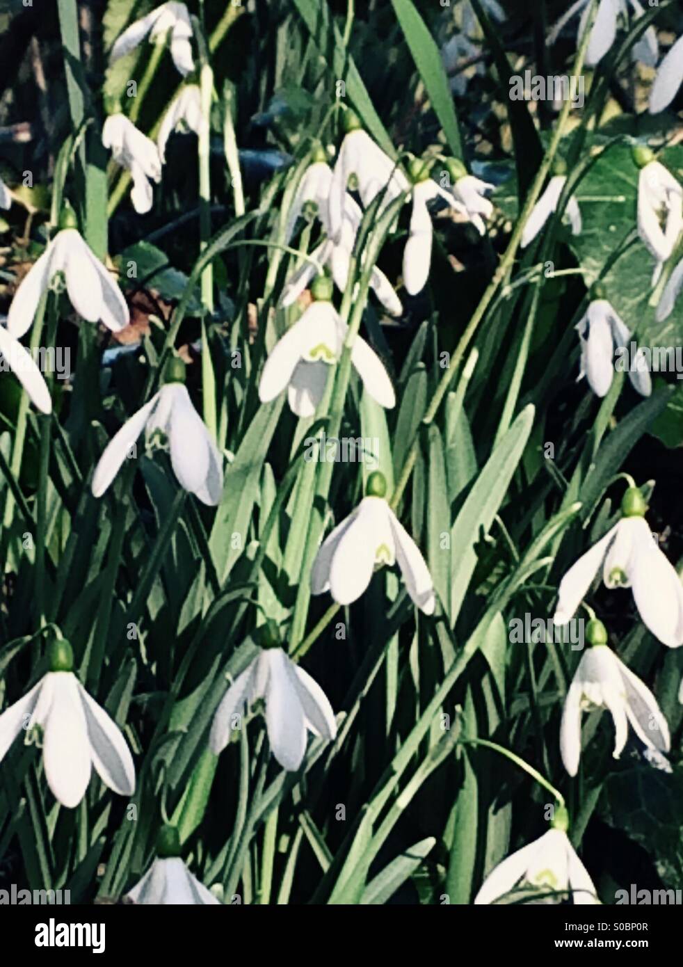 Sunshine growth hi-res stock photography and images - Alamy