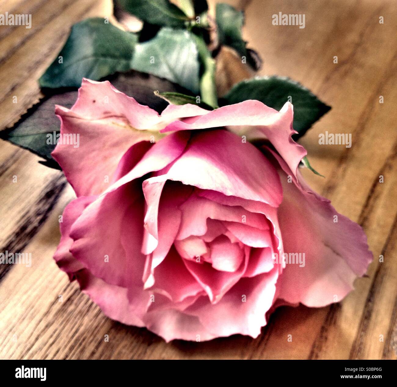 Single pink rose Stock Photo - Alamy