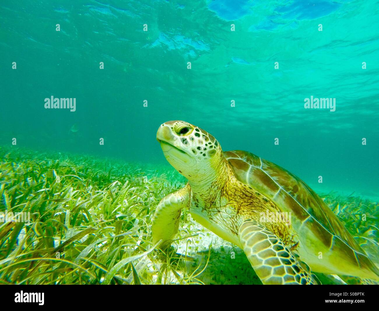 Belize, sea turtle hi-res stock photography and images - Alamy