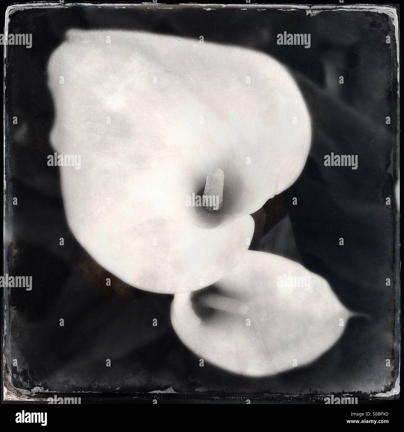 Two Calla lilies Stock Photo - Alamy