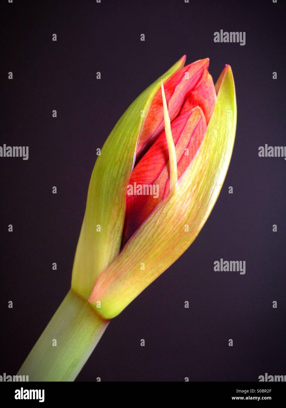 Bud amaryllis hi-res stock photography and images - Alamy