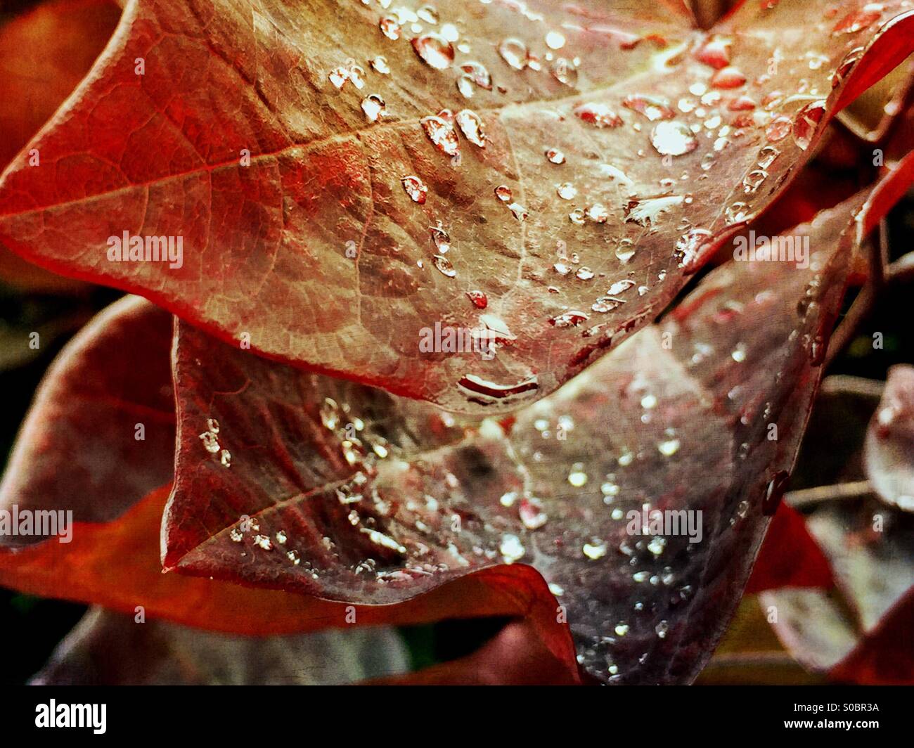 Rain drops on red leaves Stock Photo - Alamy