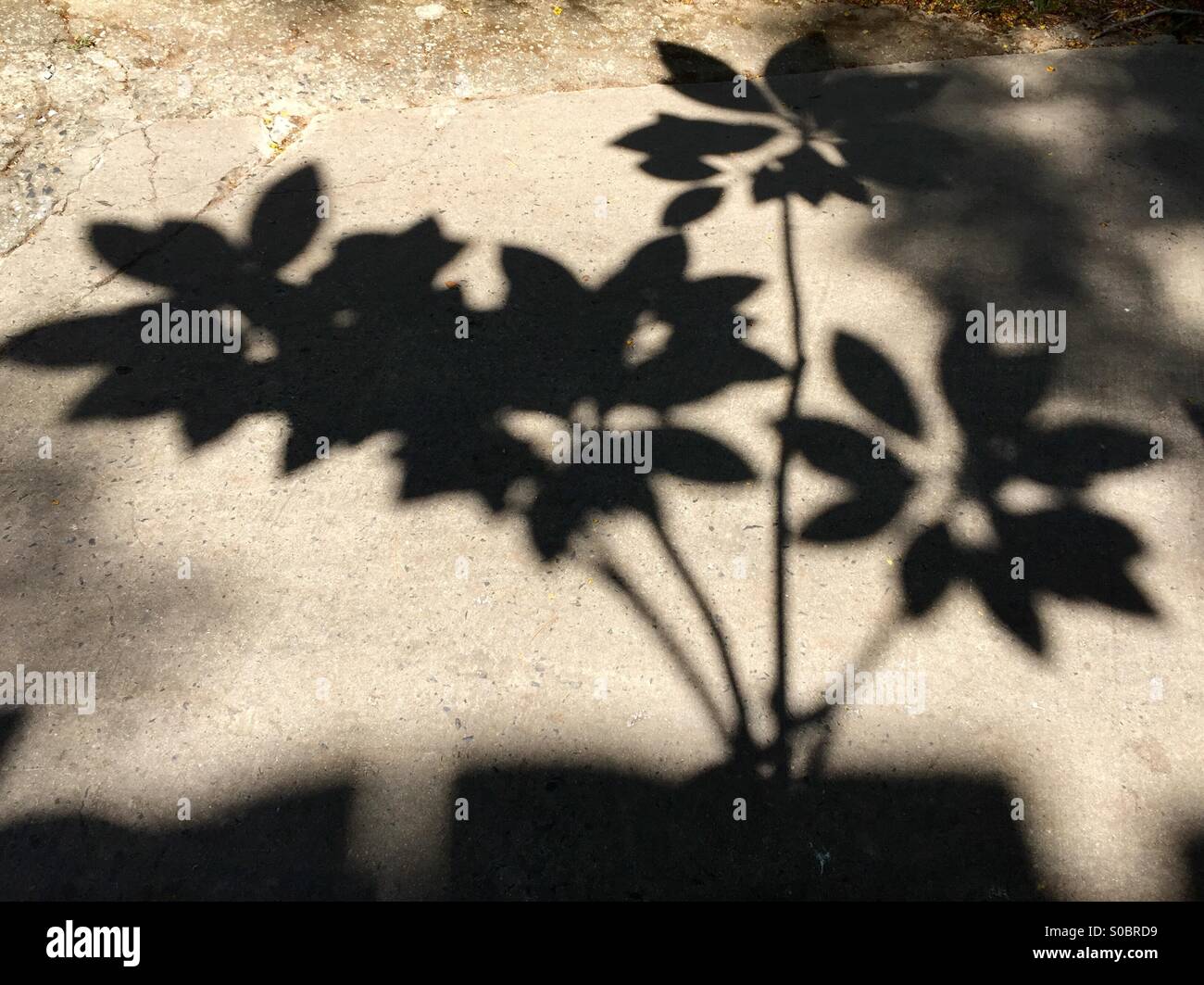 Plant shadow hi-res stock photography and images - Alamy
