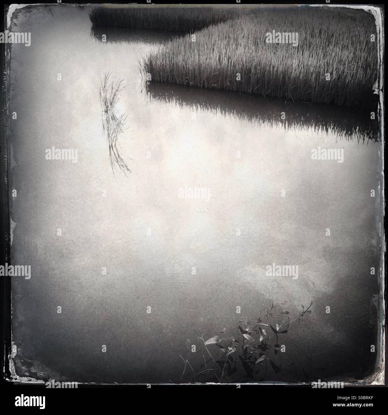 Rice paddy surrounded by water with floating leaves Stock Photo - Alamy