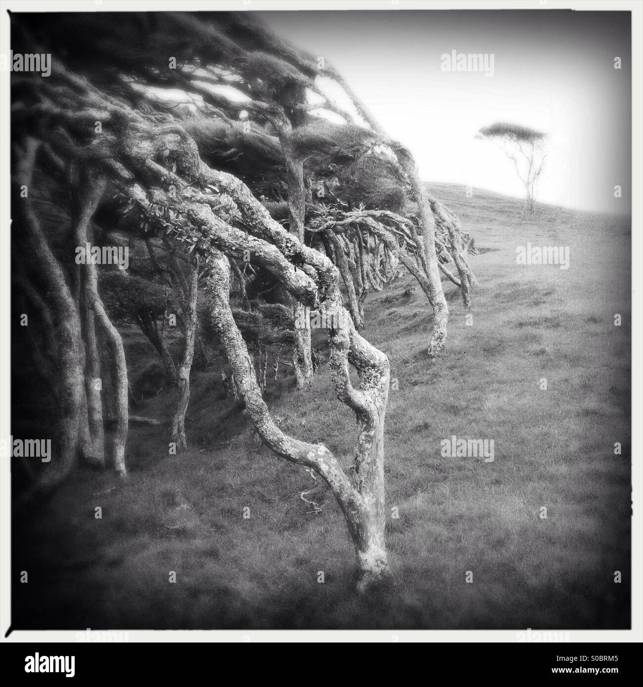 Gnarled windblown trees Stock Photo - Alamy
