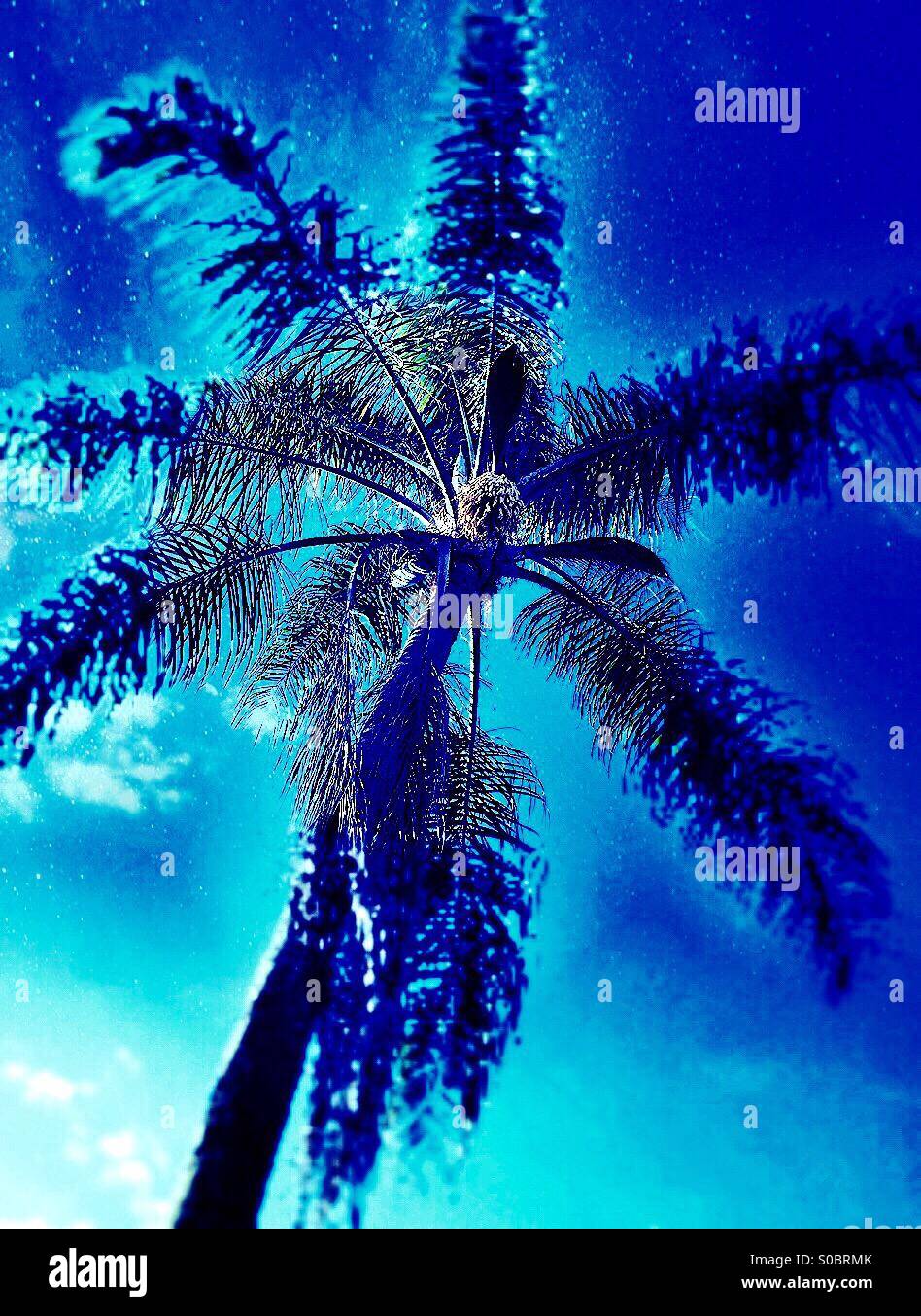 Palm tree at night Stock Photo - Alamy