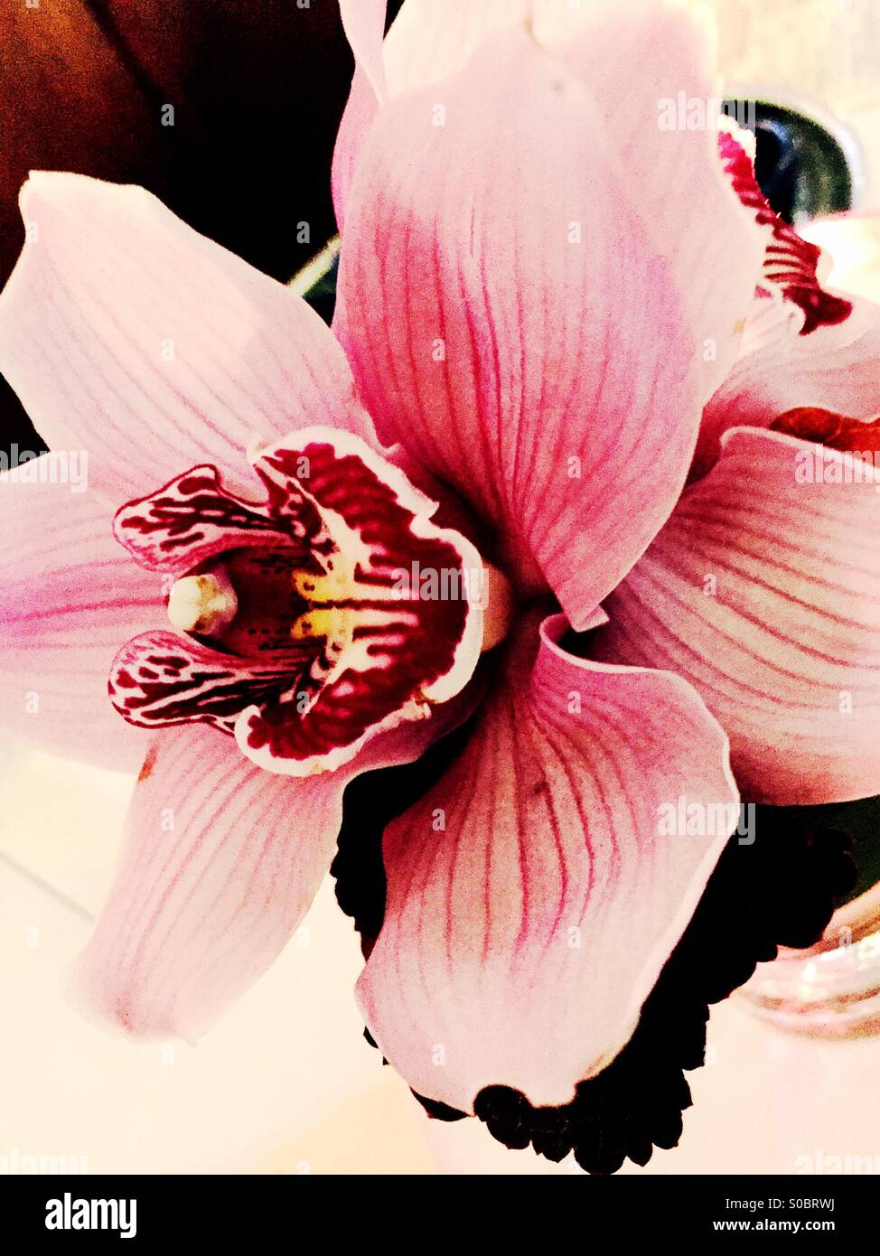 Orchidacea High Resolution Stock Photography and Images - Alamy