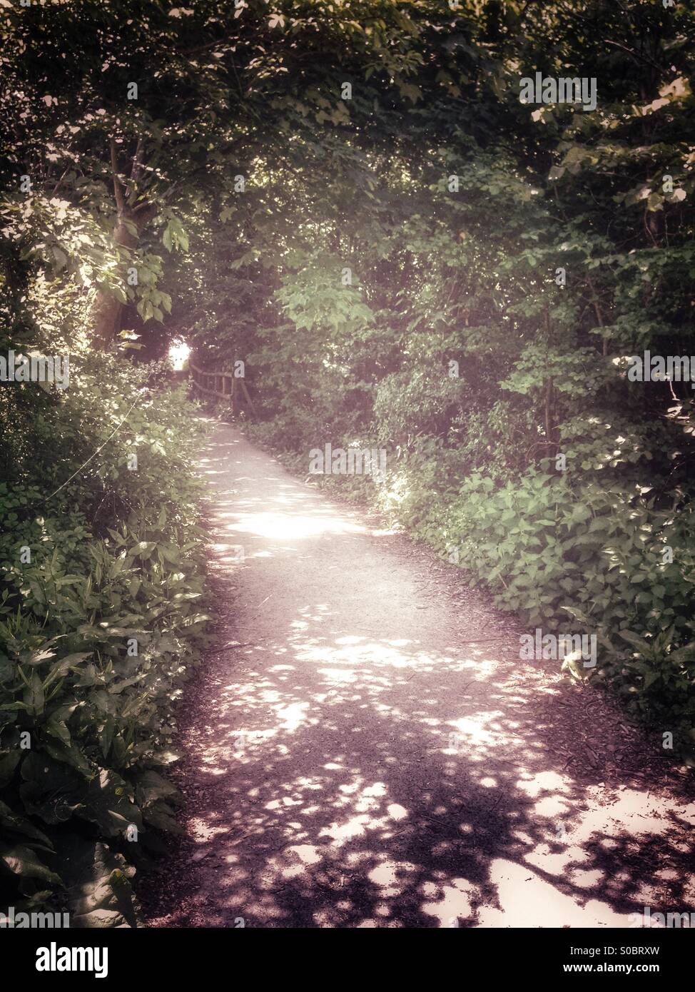 Tree corridor hi-res stock photography and images - Alamy