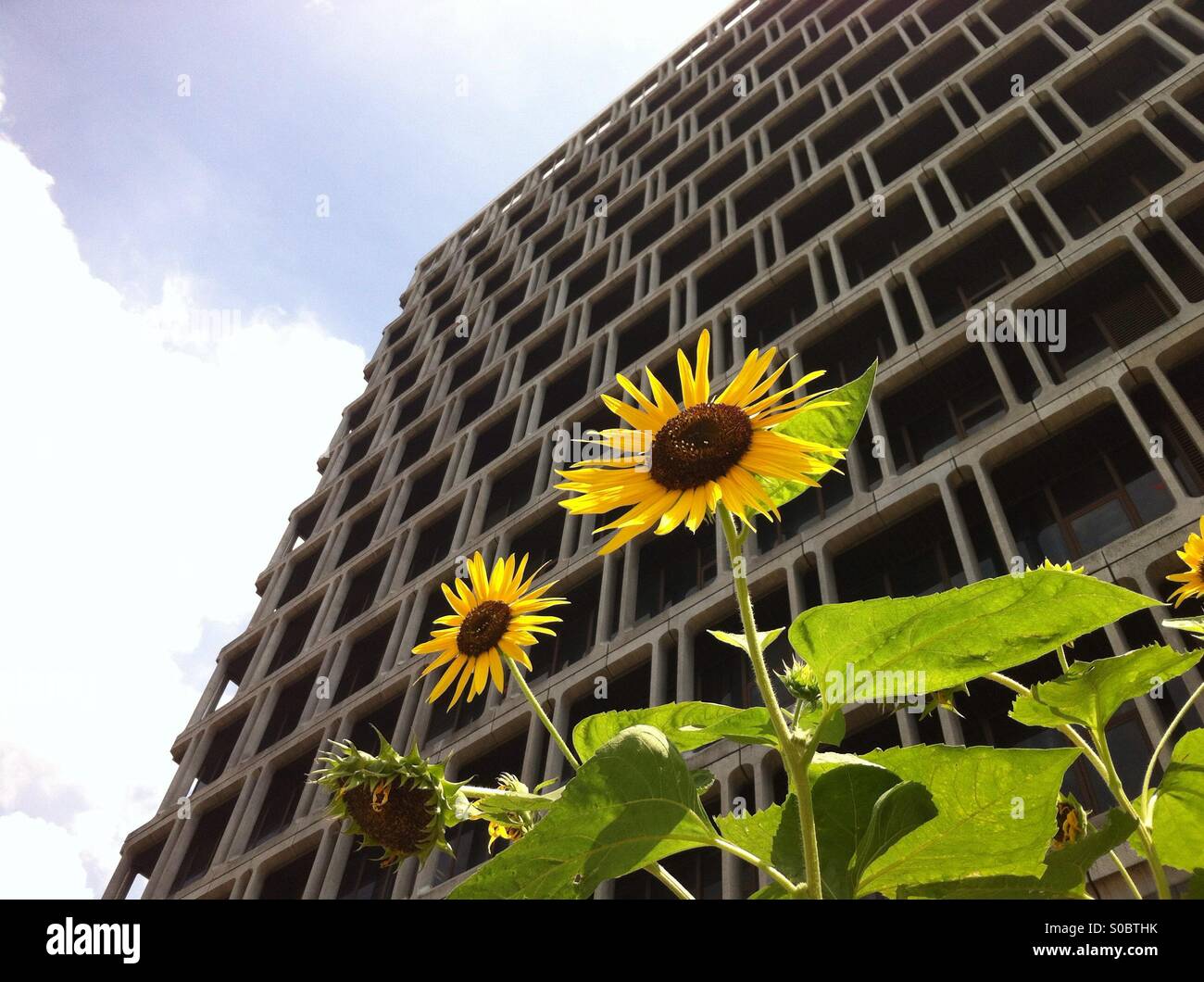 Skyscraper Sunflowers High Resolution Stock Photography and Images - Alamy