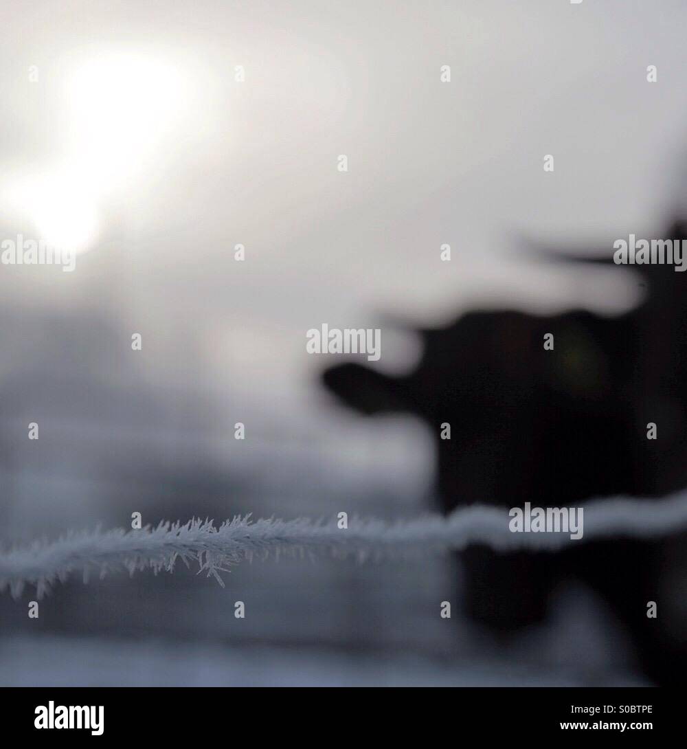 Cold cow morning Stock Photo - Alamy