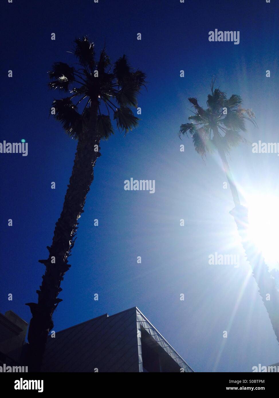 Sun and palm trees hi-res stock photography and images - Alamy